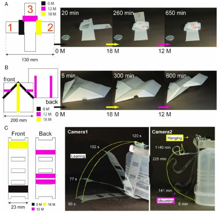 Printing self-folding structur [IMAGE] | EurekAlert! Science News Releases