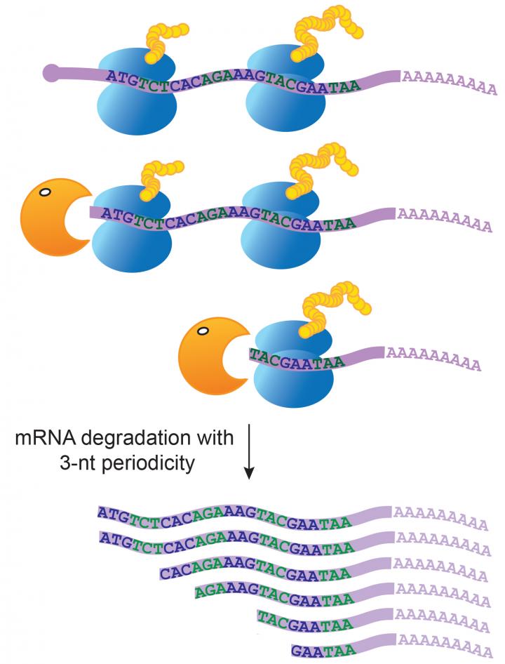 Decaying RNA molecules tell a story | EurekAlert!