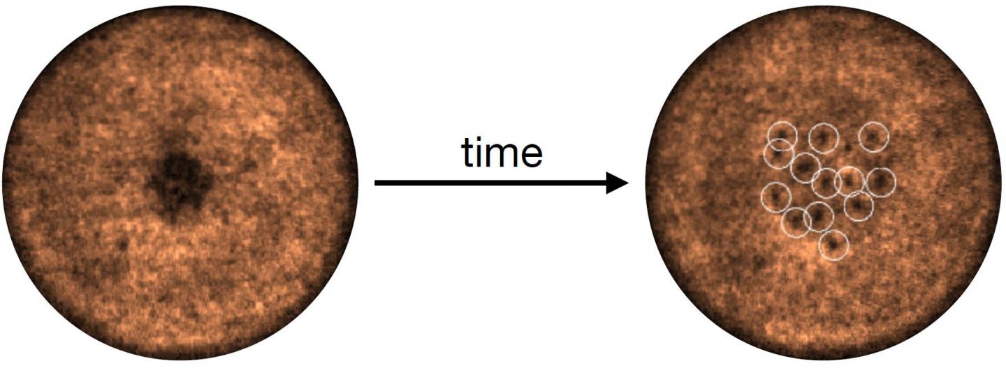 Rankine Vortex Emerges [IMAGE] | EurekAlert! Science News Releases
