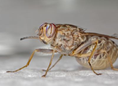 Tsetse Fly Genome Could Help C [IMAGE] | EurekAlert! Science News Releases