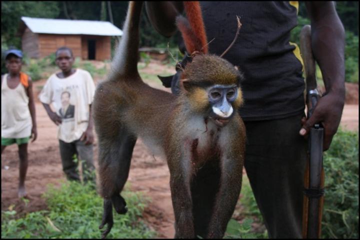 Primate Bushmeat