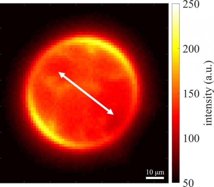 Membrane [IMAGE] | EurekAlert! Science News Releases