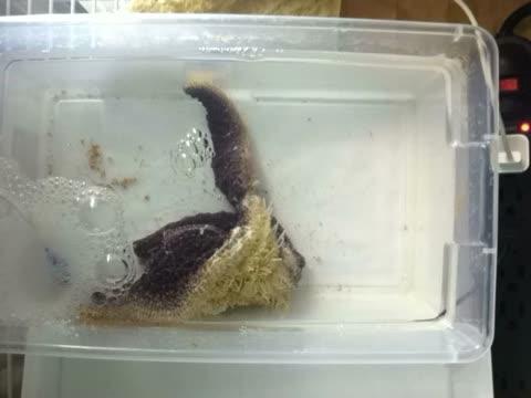 Microbiome implicated in sea star wasting dis | EurekAlert!