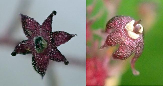 Staminate Flowers [IMAGE] | EurekAlert! Science News Releases