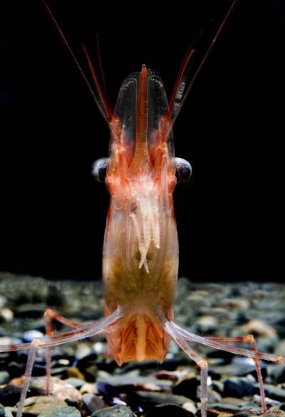 Northern Shrimp Like It Cold (1 of 4) | EurekAlert!