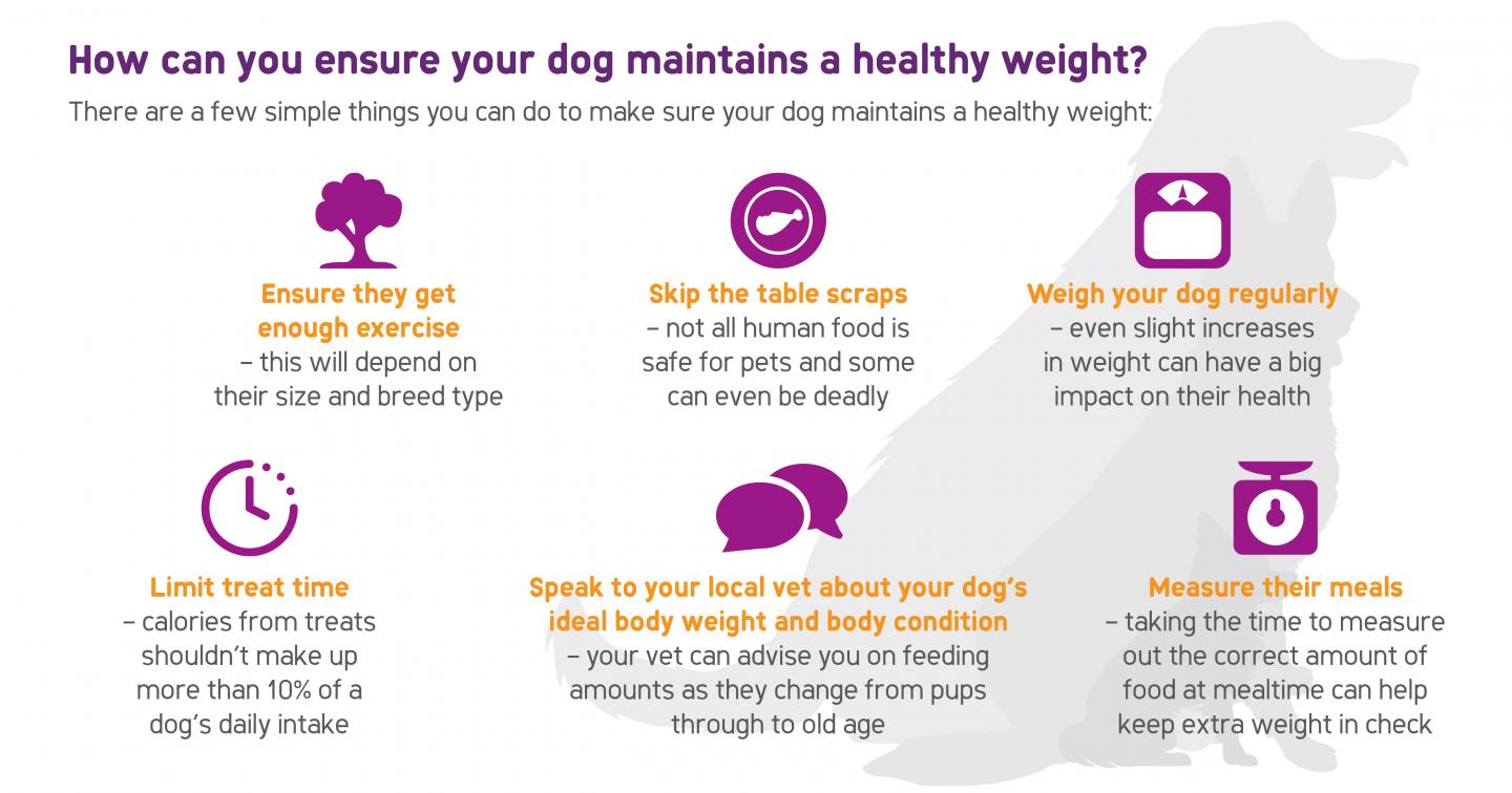 Research reveals overweight dogs may live sho | EurekAlert!