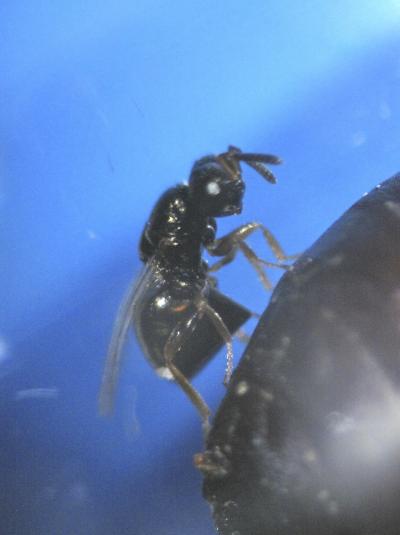 Gut Microbes Keep Wasp Species [IMAGE] | EurekAlert! Science News Releases