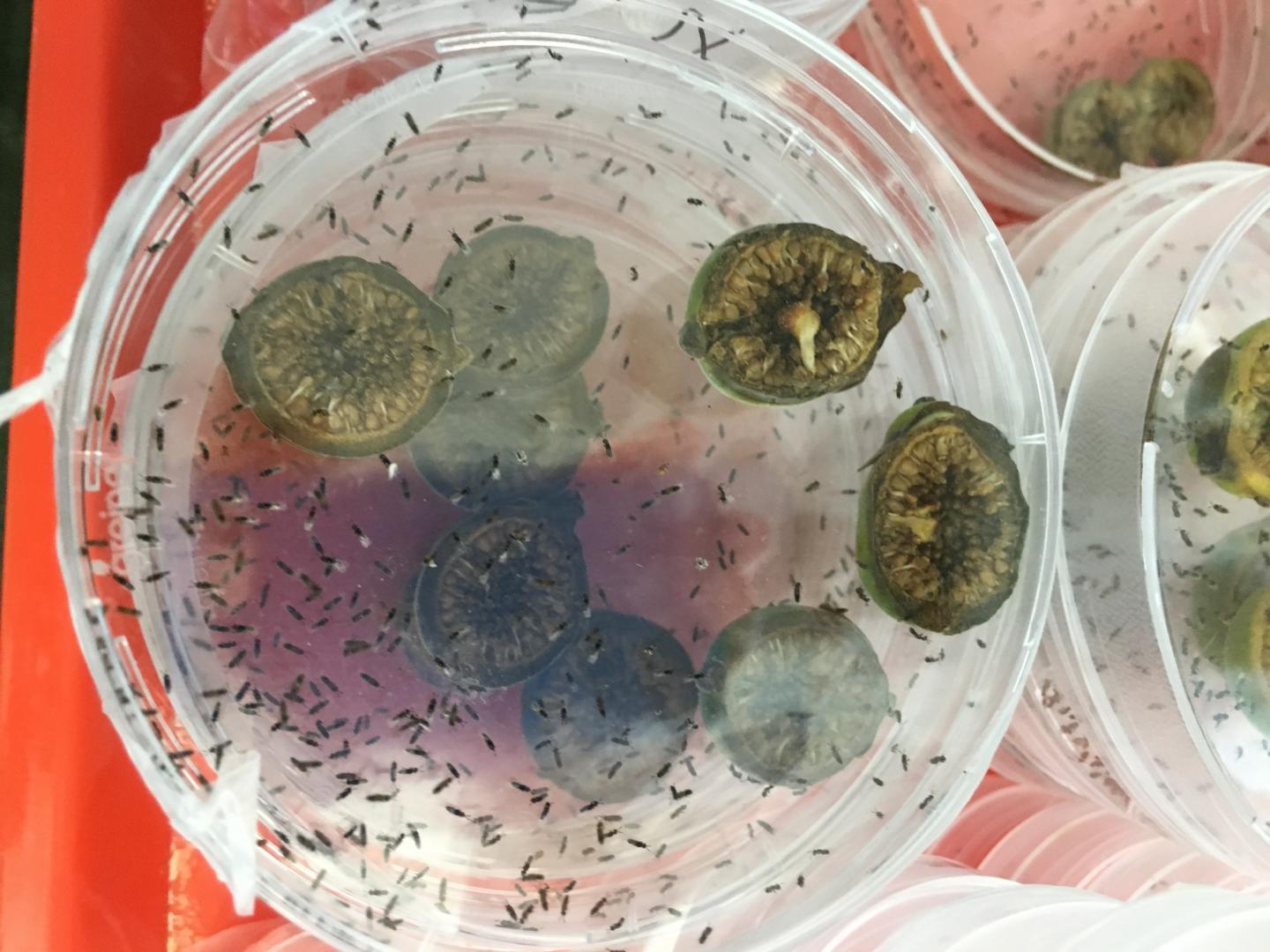 Wasps Emerging from Fig Fruits [IMAGE] | EurekAlert! Science News Releases