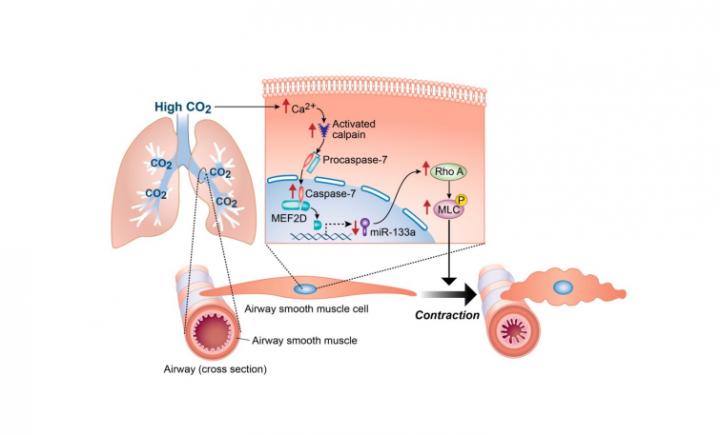 Excess Carbon Dioxide Promotes Airway Constri | EurekAlert!