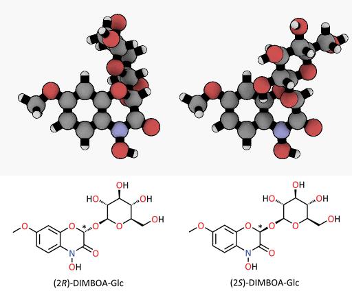 DIMBOA-Glc Epimers [IMAGE] | EurekAlert! Science News Releases
