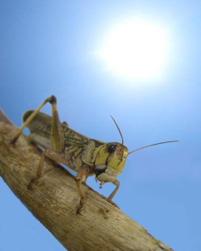 Locust [IMAGE] | EurekAlert! Science News Releases
