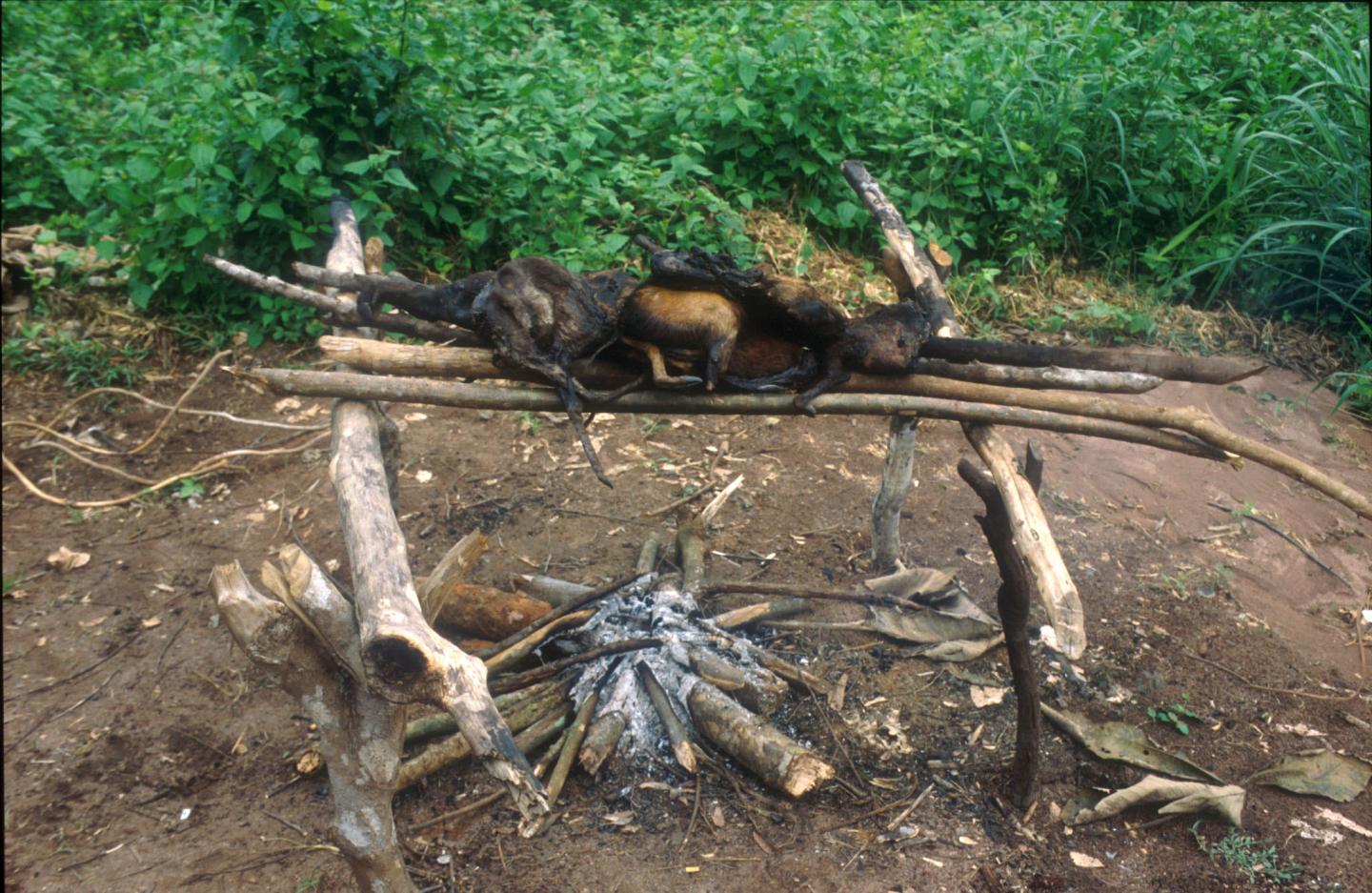 Bushmeat [IMAGE] | EurekAlert! Science News Releases