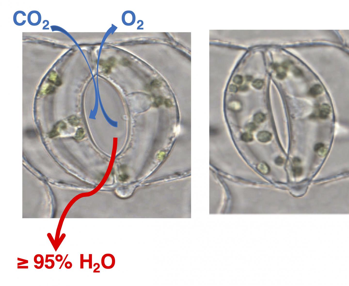 Open and Closed Stomata [IMAGE] | EurekAlert! Science News Releases