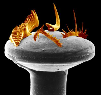 Conodont Pinhead [IMAGE] | EurekAlert! Science News Releases