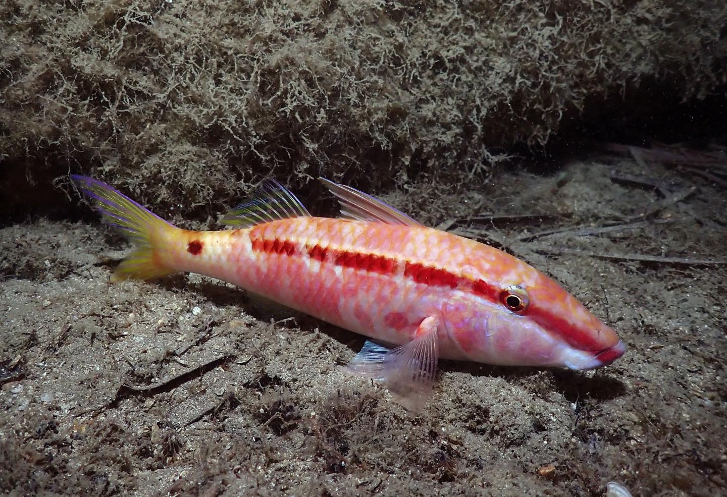 A Red Sea Goatfish [IMAGE] | EurekAlert! Science News Releases