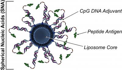 Vaccine design can dramatically improve cance | EurekAlert!