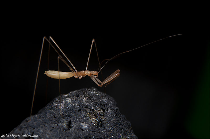 Thread-legged bug [IMAGE] | EurekAlert! Science News Releases