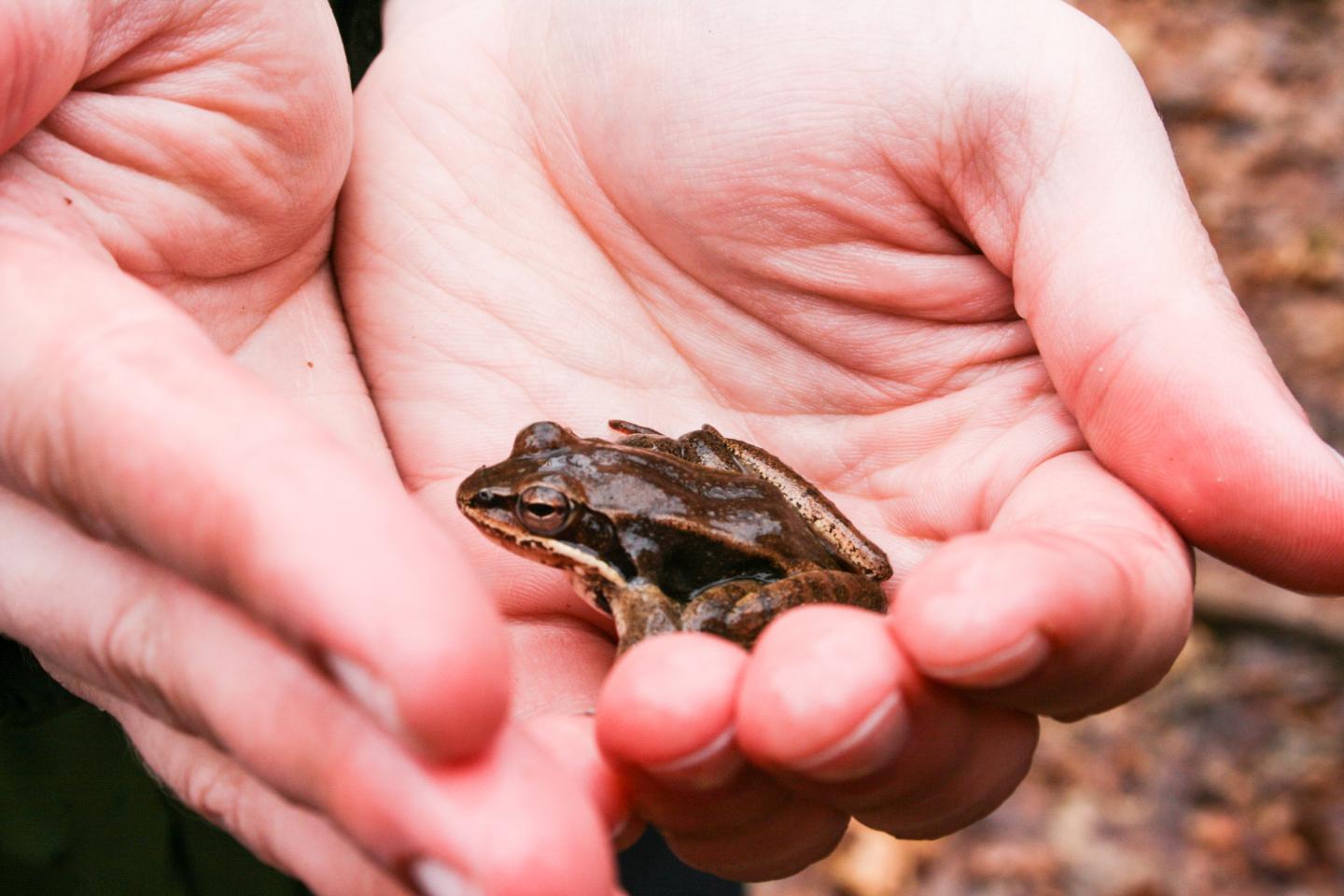 Wood Frog [IMAGE] | EurekAlert! Science News Releases