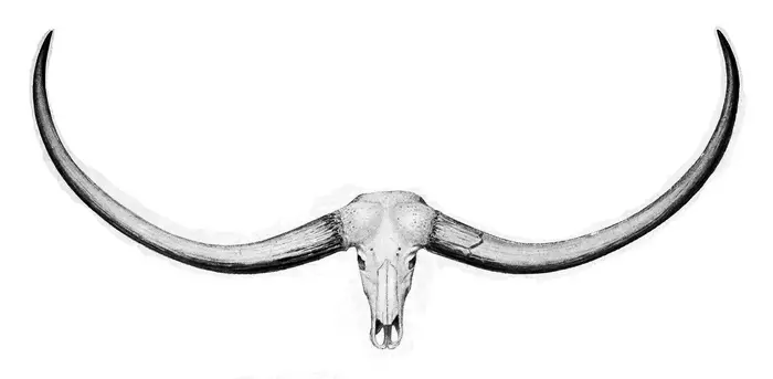 Syncerus antiquus skull [IMAGE] | EurekAlert! Science News Releases