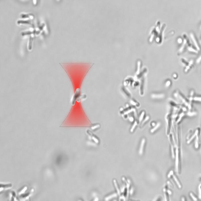 Trapped bacteria [IMAGE] | EurekAlert! Science News Releases