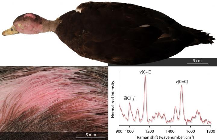Extinct pink-headed duck derived its unique c | EurekAlert!