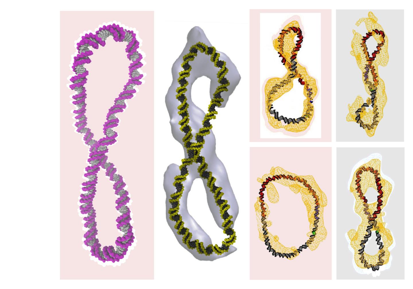 Structure of Supercoiled DNA ( [IMAGE] | EurekAlert! Science News Releases