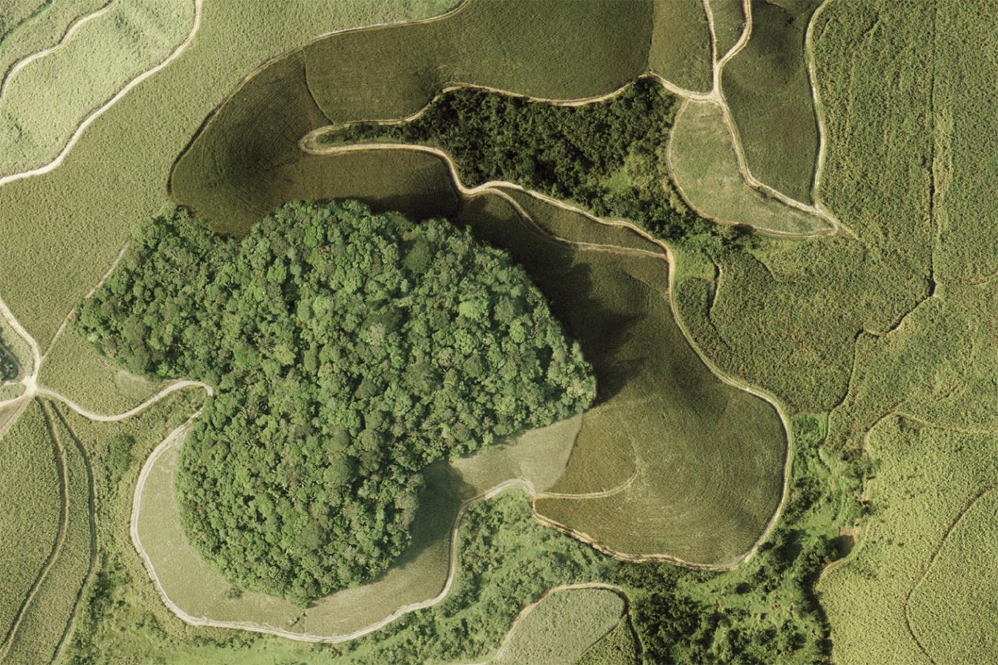 Forest Fragments, Brazil [IMAGE] | EurekAlert! Science News Releases