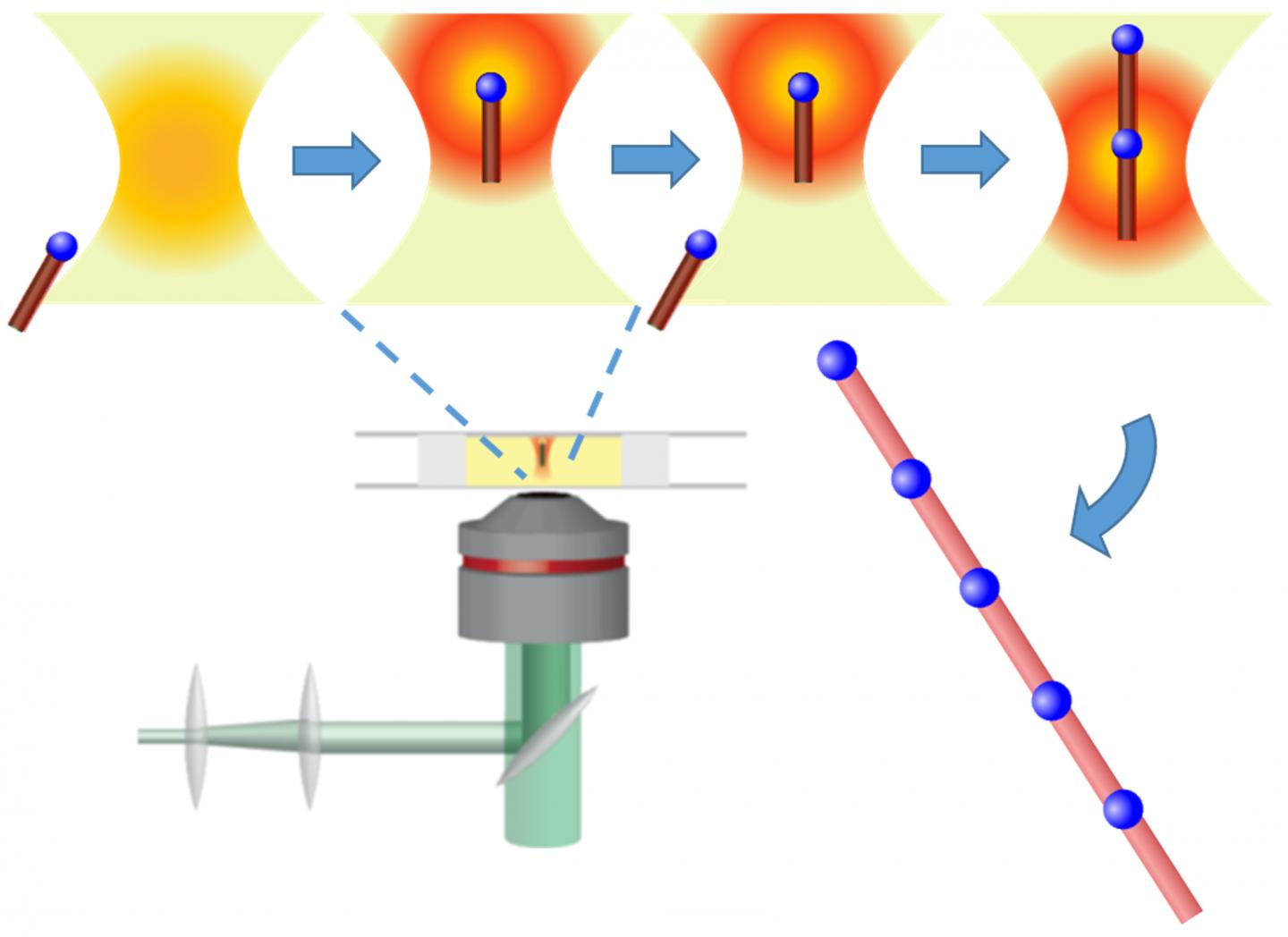 Optical Tweezers And Nanoscale [image] Eurekalert Science News Releases