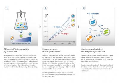 Revealing the metabolic activity of microbial | EurekAlert!