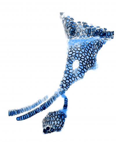 Joint Cells [IMAGE] | EurekAlert! Science News Releases