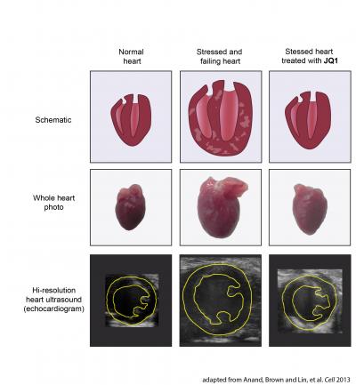New designer compound treats heart failure by | EurekAlert!