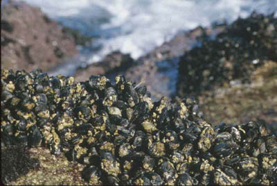 Mollusk | EurekAlert!