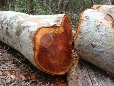Tree Downed by Logging in Mada [IMAGE] | EurekAlert! Science News Releases