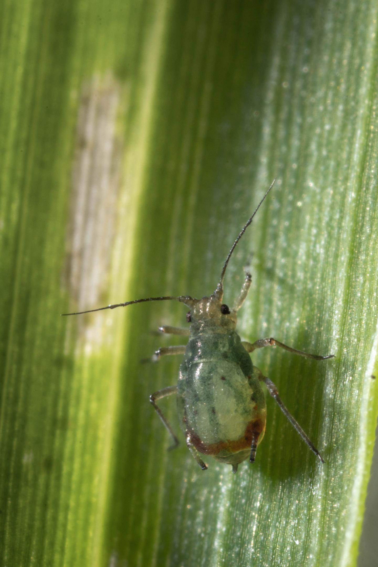 Aphid-3 [IMAGE] | EurekAlert! Science News Releases
