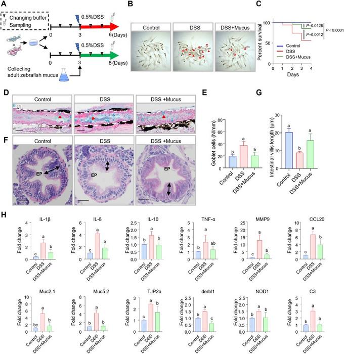 Fish mucus: A form of maternal immunity like | EurekAlert!