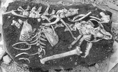 Skeleton [IMAGE] | EurekAlert! Science News Releases