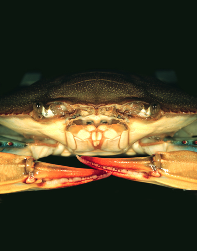 Blue Crab [IMAGE] | EurekAlert! Science News Releases