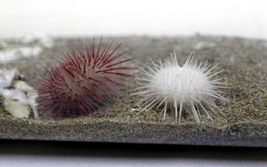 Spines of life: Fast-breeding sea urchin prov | EurekAlert!