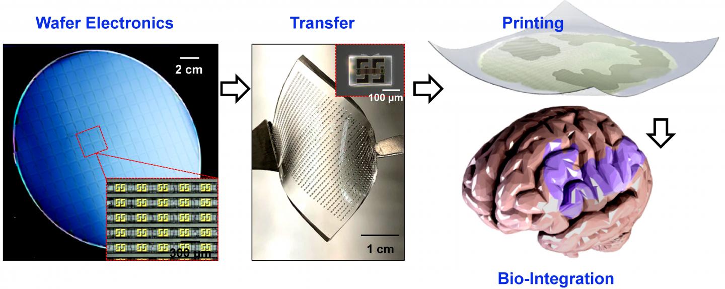 Flexible, large-scale bioelectronic systems | EurekAlert!