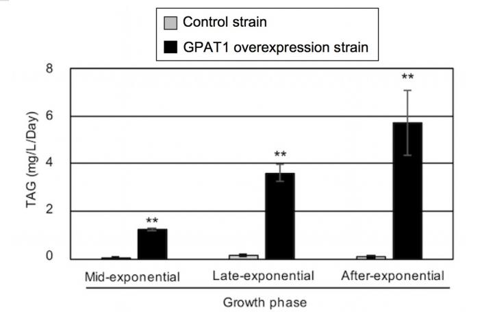 Improved Tag Productivity by c [IMAGE] | EurekAlert! Science News Releases