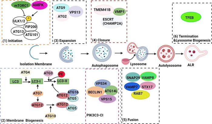Autophagy in pancreatitis | EurekAlert!