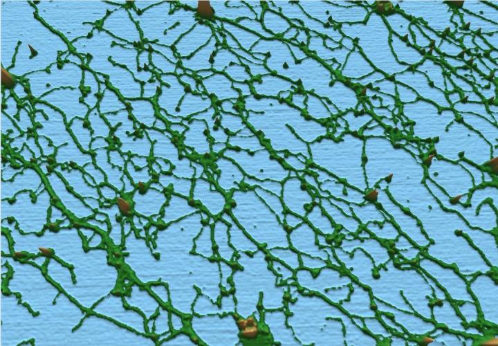 mucins [IMAGE] | EurekAlert! Science News Releases