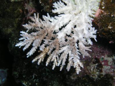 Long-term recovery of reefs from bleaching re | EurekAlert!