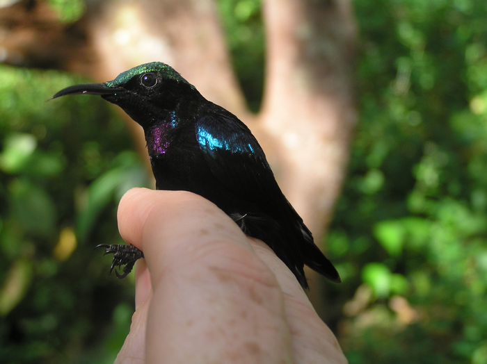 Several beautiful new bird species found on r | EurekAlert!