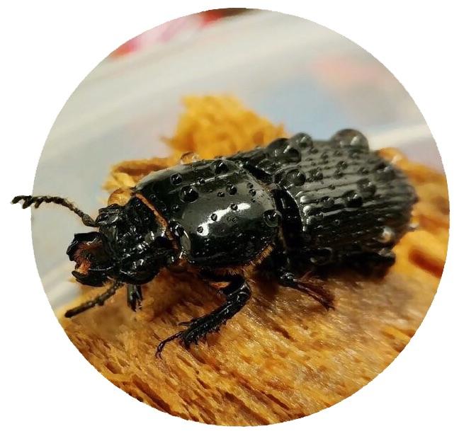 Passalid Beetle [IMAGE] | EurekAlert! Science News Releases