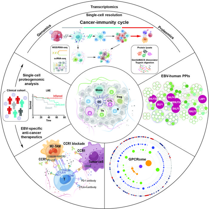 GPCR signaling contributes to immune characte | EurekAlert!