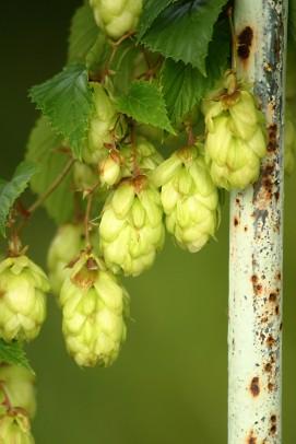Hops [IMAGE] | EurekAlert! Science News Releases