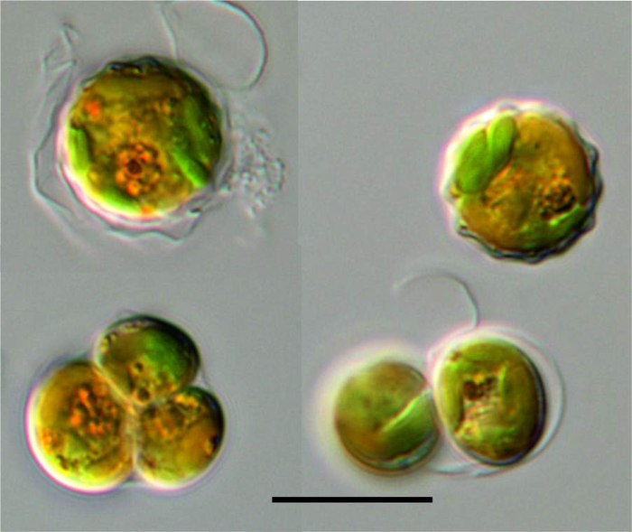 Live eustigmatophyte cells [IMAGE] | EurekAlert! Science News Releases