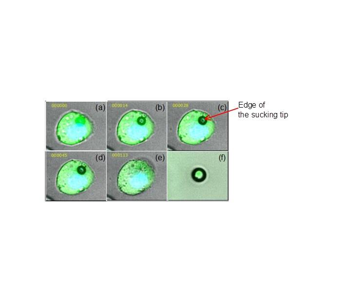 Image Examples of a Sucking Pr [IMAGE] | EurekAlert! Science News Releases