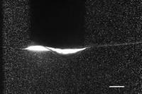 The Debut of a Robotic Stingray, Powered by L | EurekAlert!